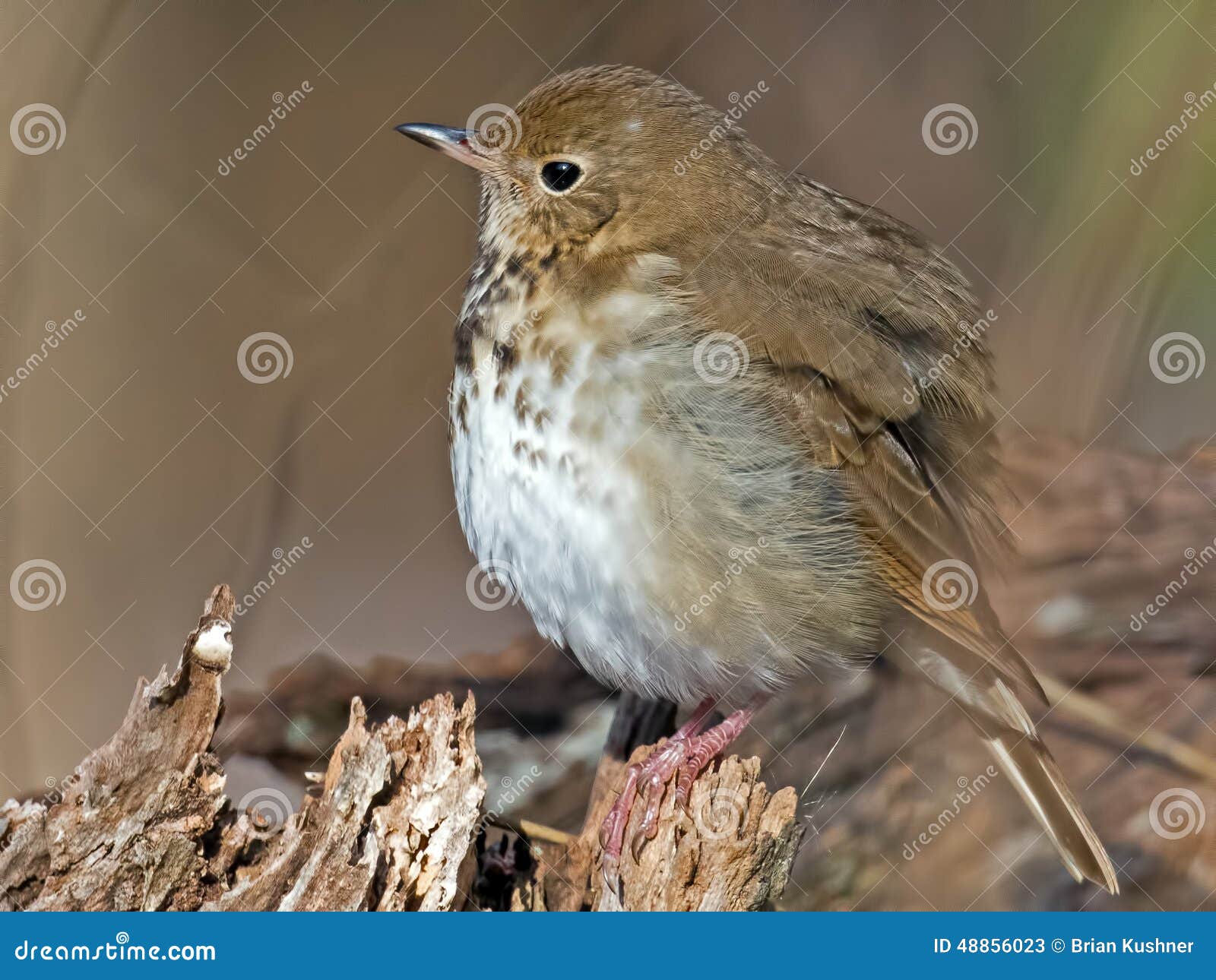 Hermit Thrush stock image. Image of bushes, wildlife - 48856023