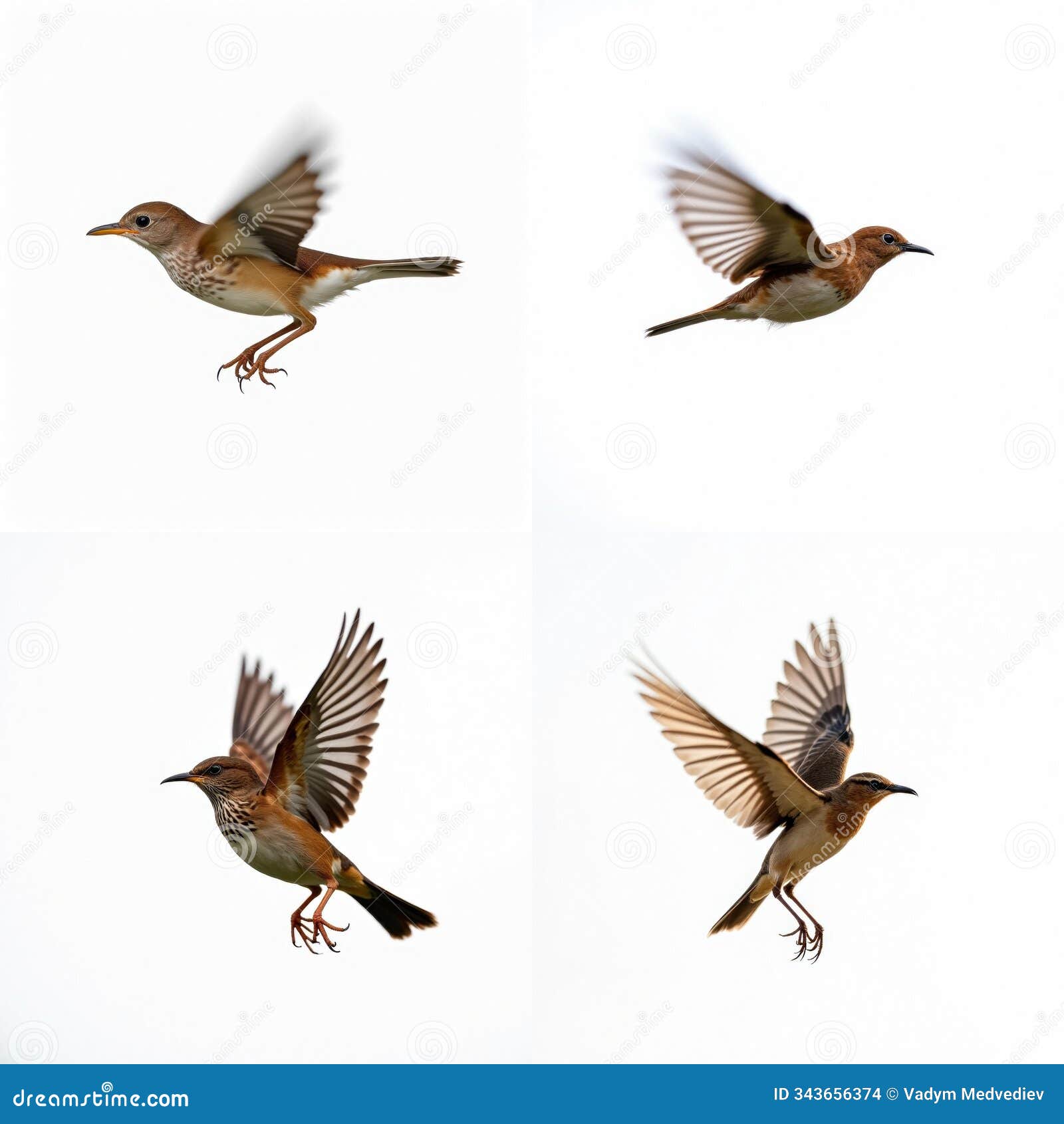 Hermit Thrushes Mid-flight on Isolated Transparent Background. Four ...