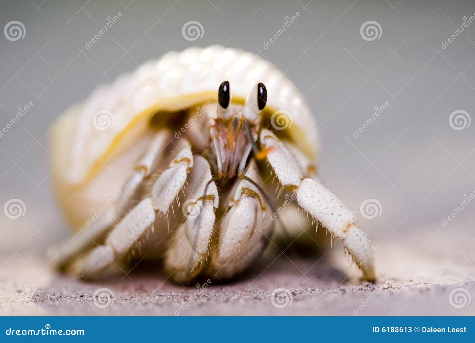 Hermitcrab in shell stock image. Image of white, crustacean - 6188613