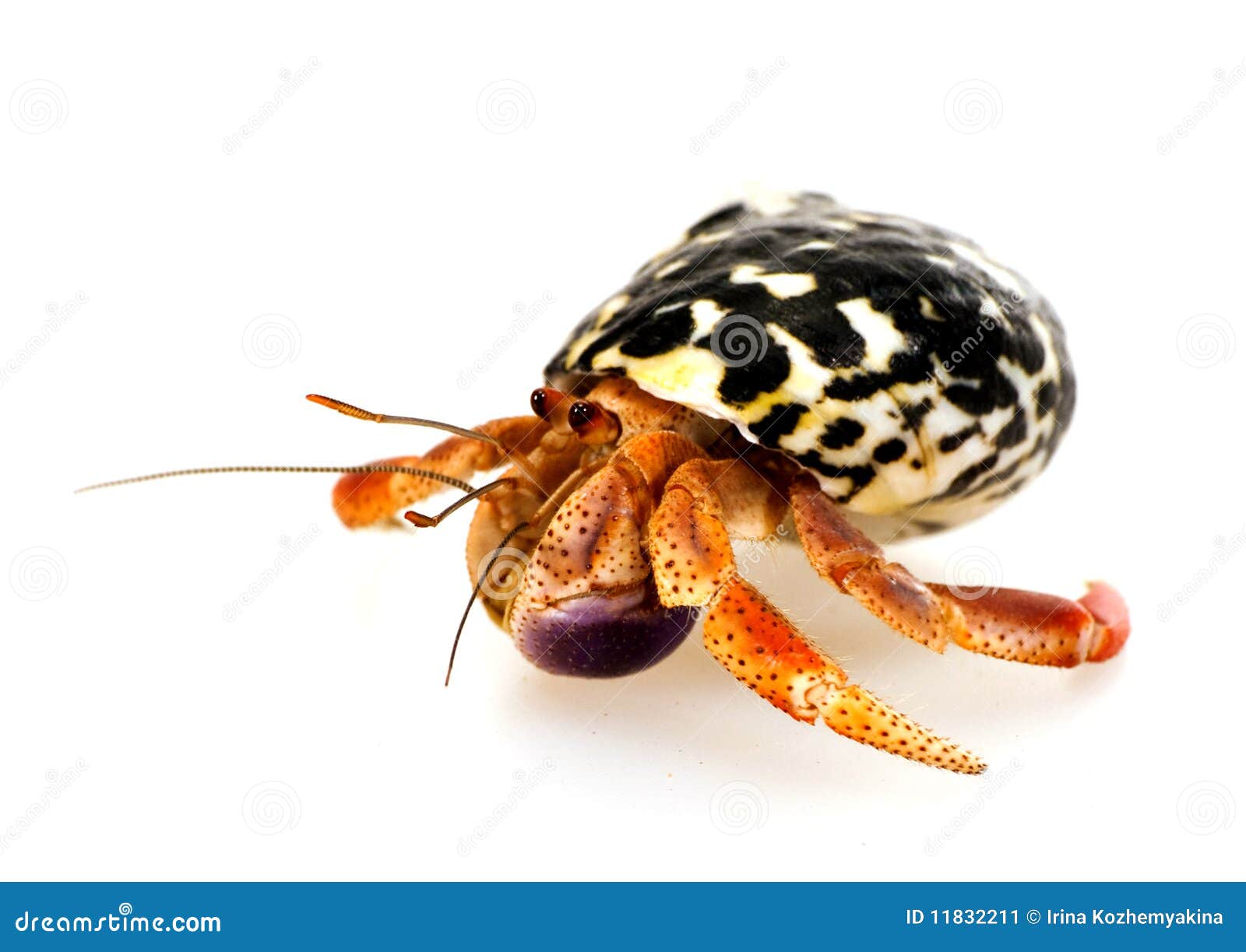 Hermite De Crabe Dans Un Seashell Image stock - Image du exotique ...