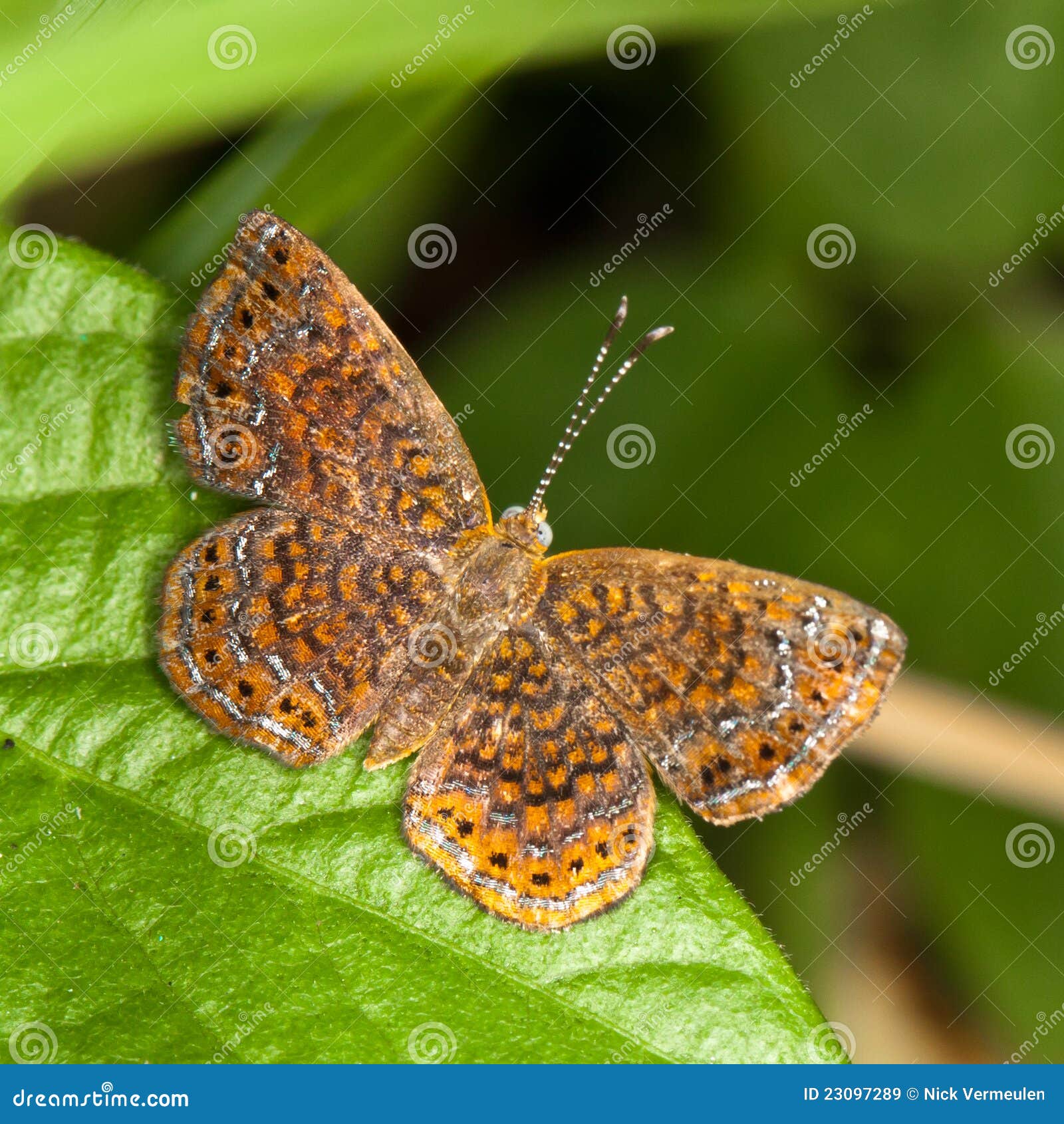 Hermodora Metalmark Butterfly. Stock Image - Image of hermodora, orange ...