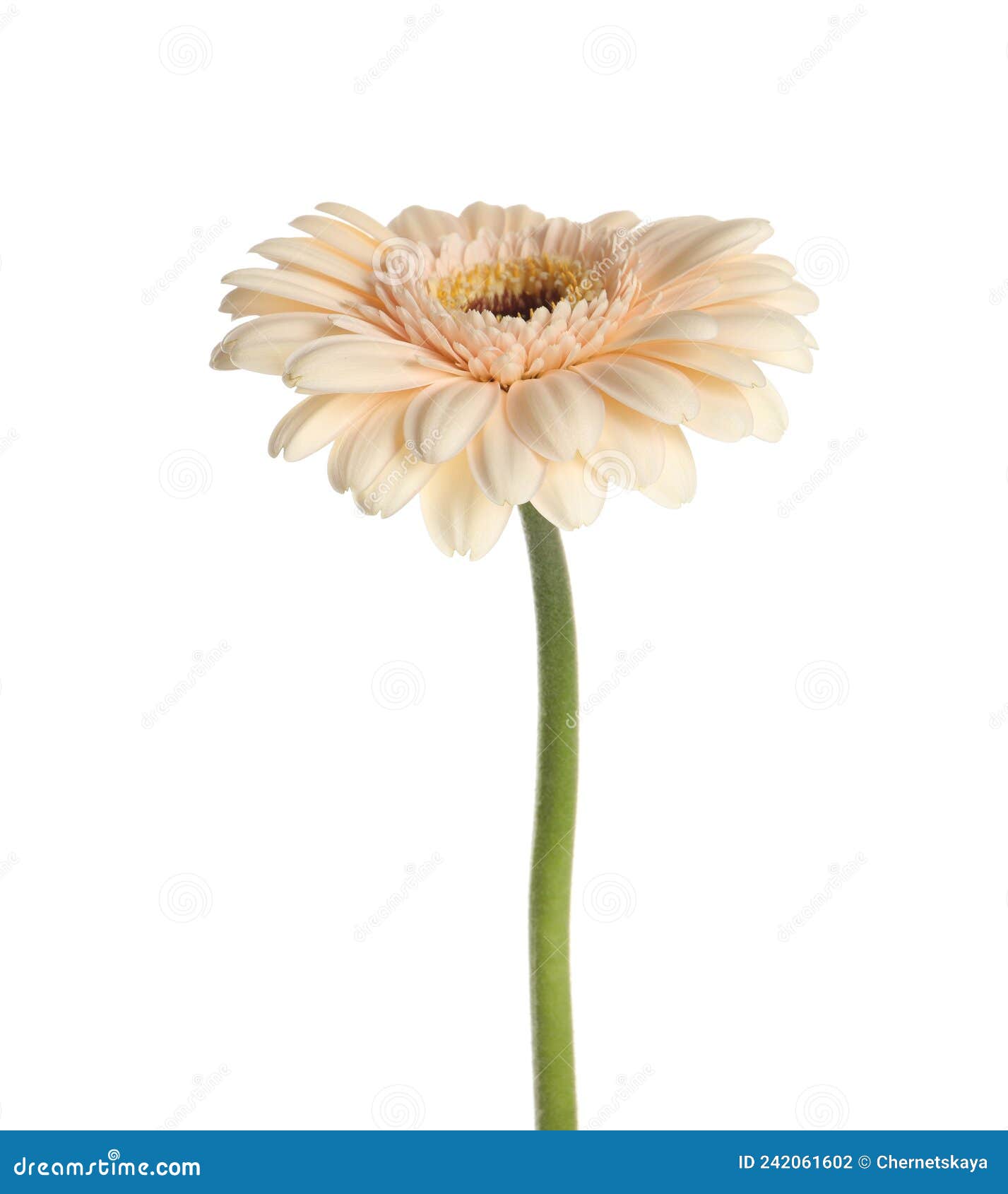 Hermosa Flor Beige Gerbera Aislada En Blanco Foto de archivo - Imagen ...