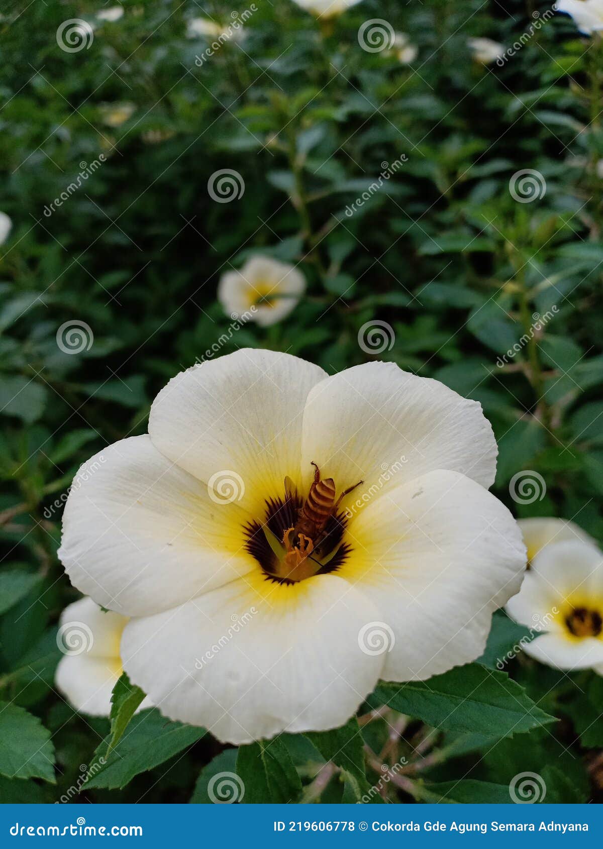 Hermosa flor con una abeja foto de archivo. Imagen de abeja - 219606778