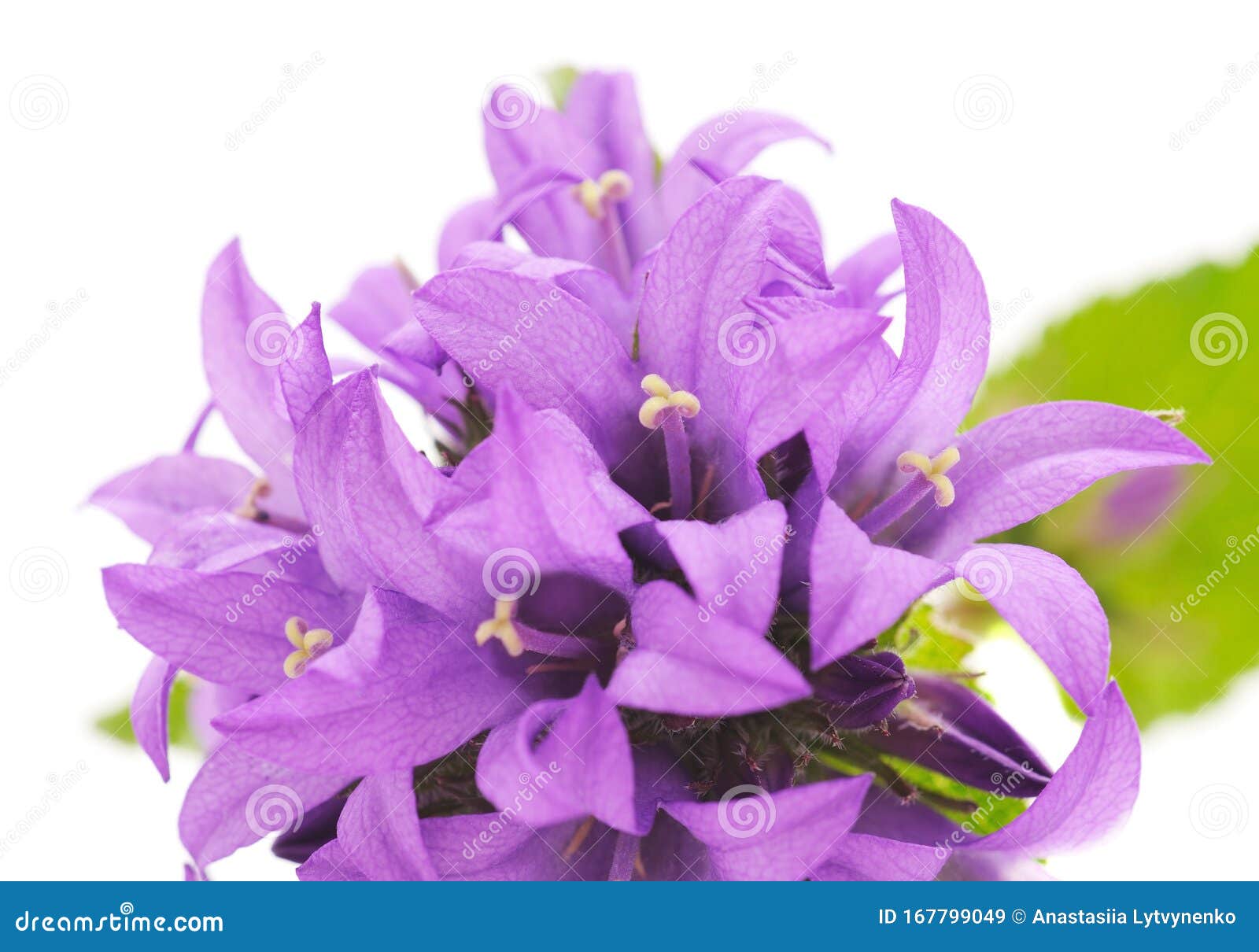 Hermosa flor morada imagen de archivo. Imagen de polen - 167799049