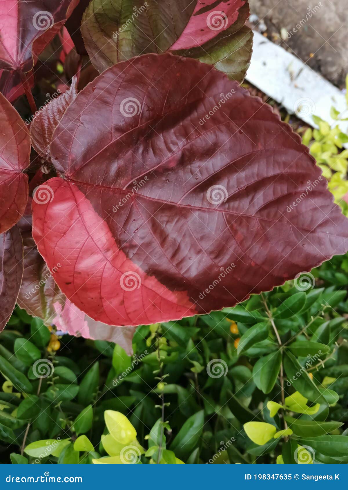 Hermosa Hoja Multicolor Hoja Rojiza De Color Imagen de archivo - Imagen ...