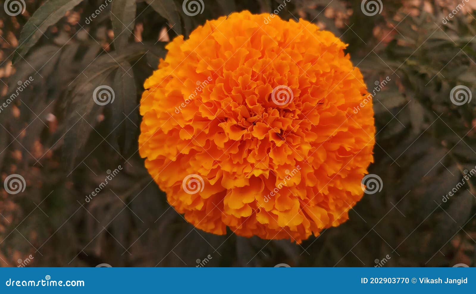 Hermosa Imagen De La Flor De Marigold Foto de archivo - Imagen de rojo ...