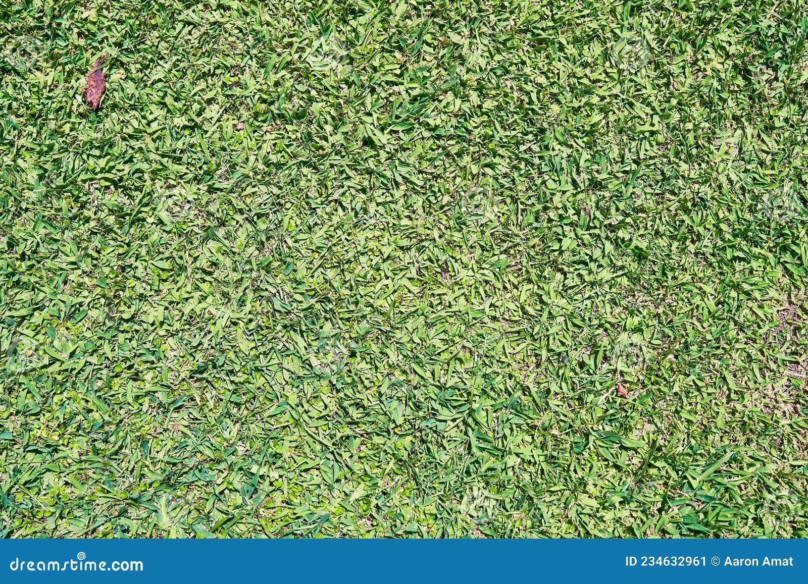 Hermosa Imagen De Textura De Hierba Imagen de archivo - Imagen de ...
