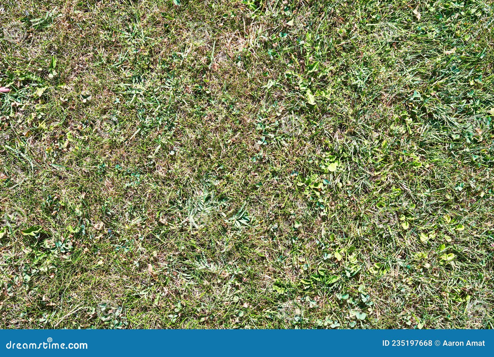 Hermosa Imagen De Textura De Hierba Foto de archivo - Imagen de campo ...