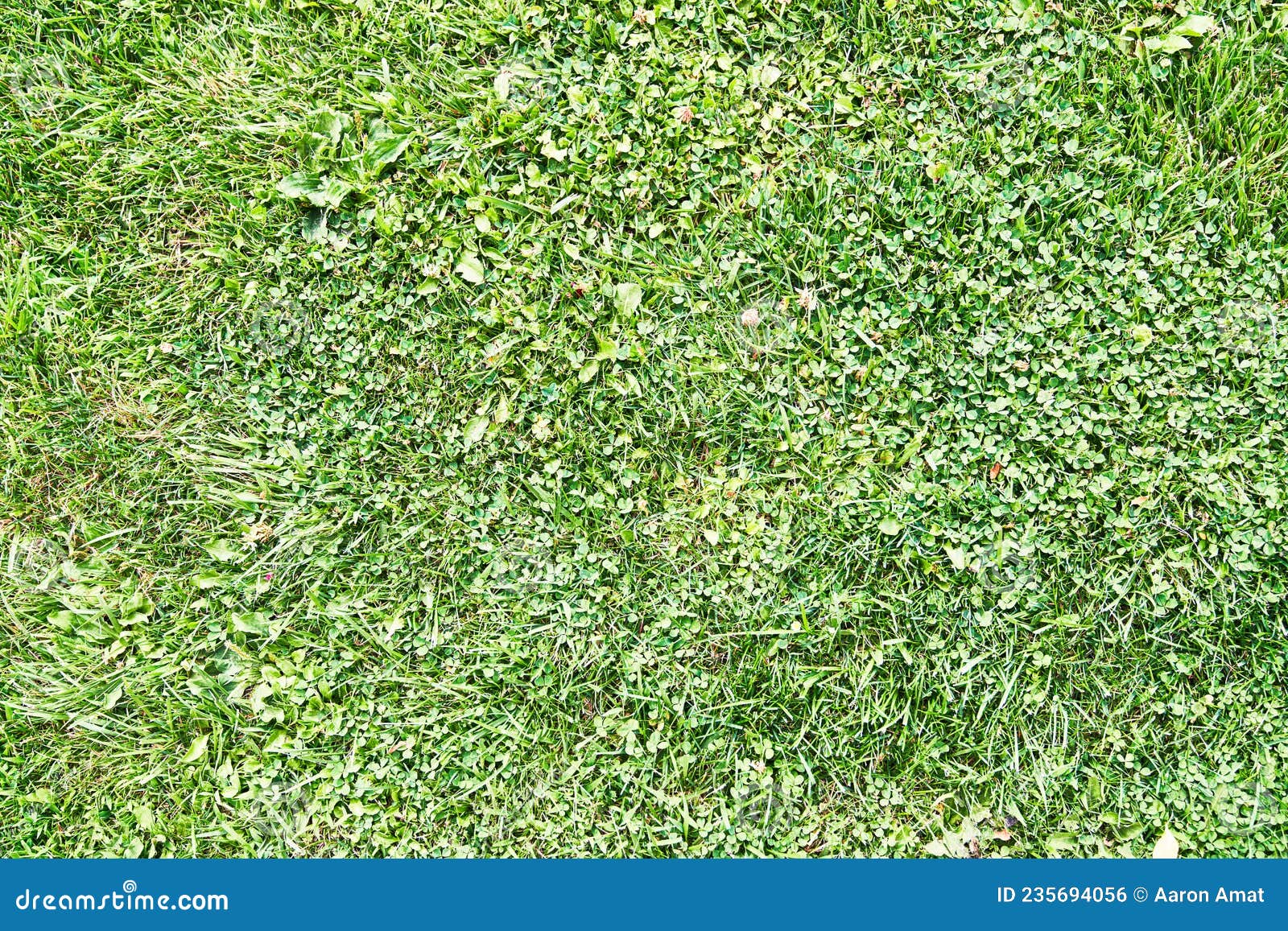 Hermosa Imagen De Textura De Hierba Foto de archivo - Imagen de ...