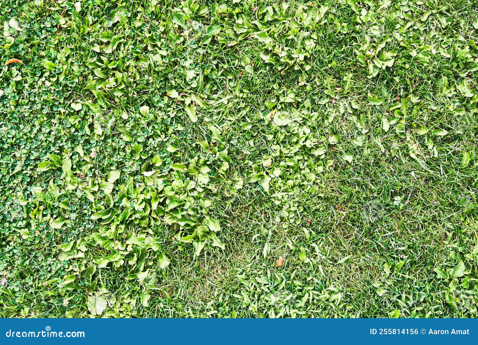 Hermosa Imagen De Textura De Hierba Foto de archivo - Imagen de ...