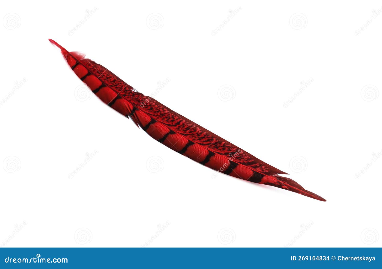Hermosa Pluma De Ave Roja Aislada En Blanco Foto de archivo - Imagen de ...