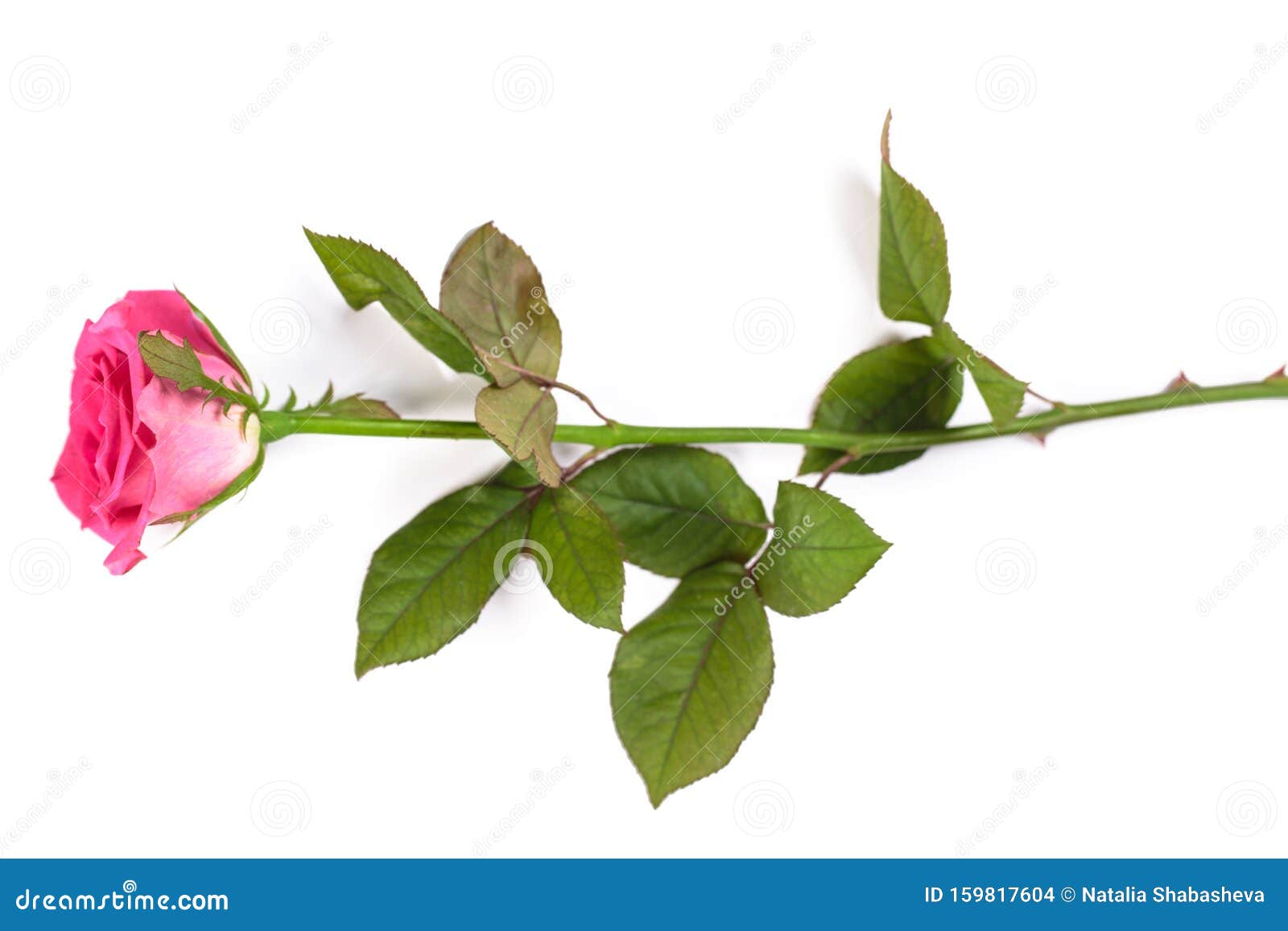 Hermosa Rosa Rosa Simple Aislada De Fondo Blanco Foto de archivo ...