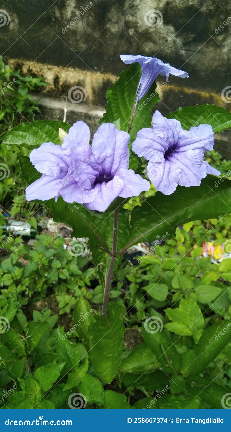 Hermosa Trompeta Morada Flor Silvestre Foto de archivo - Imagen de ...