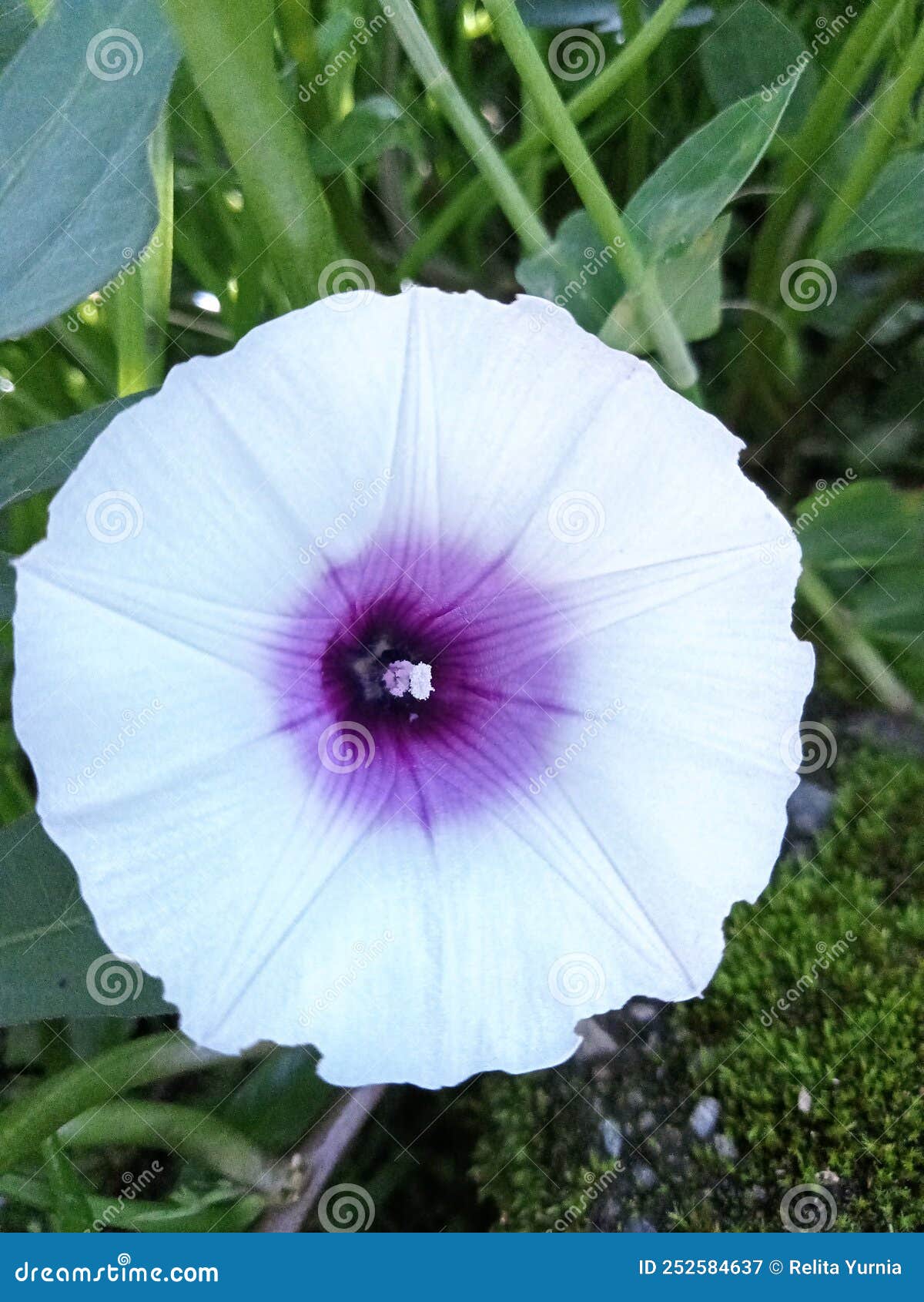 Hermosa Vista De La Flor De Batata Imagen de archivo - Imagen de planta ...