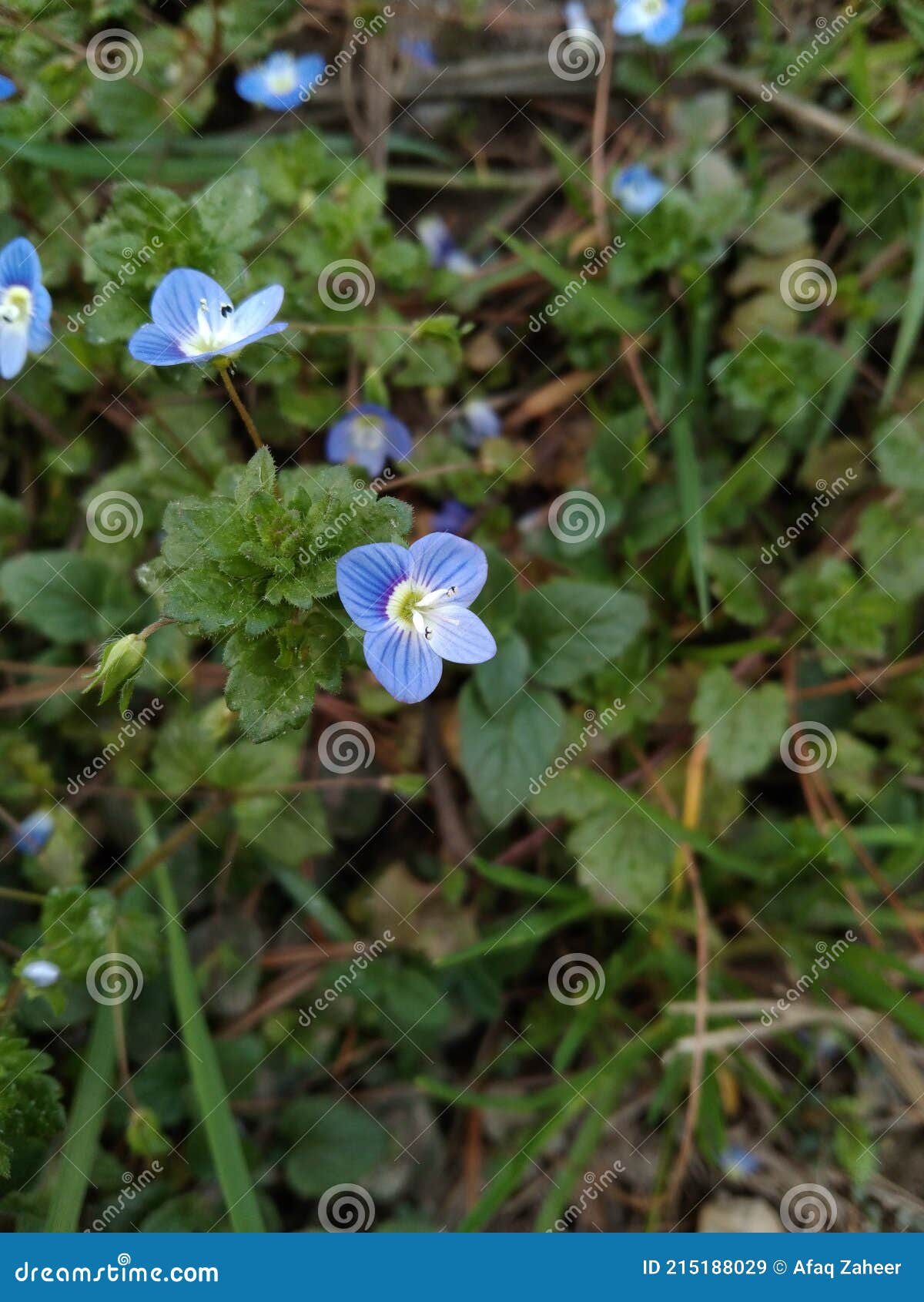Hermosas Flores Azules En Primavera. Imagen de archivo - Imagen de ...