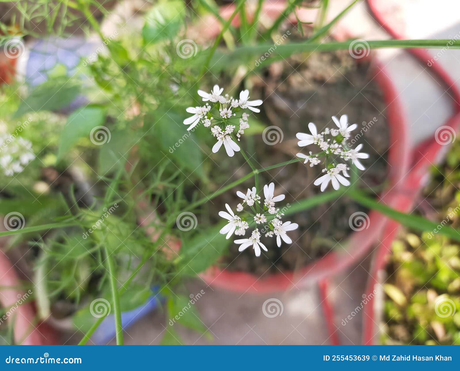 Hermosas Flores Blancas De Cilantro Imagen de archivo - Imagen de ...