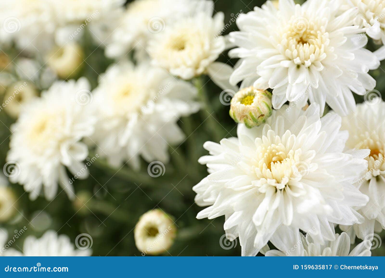 Hermosas Flores Blancas De Crisantemo Con Hojas Imagen de archivo ...