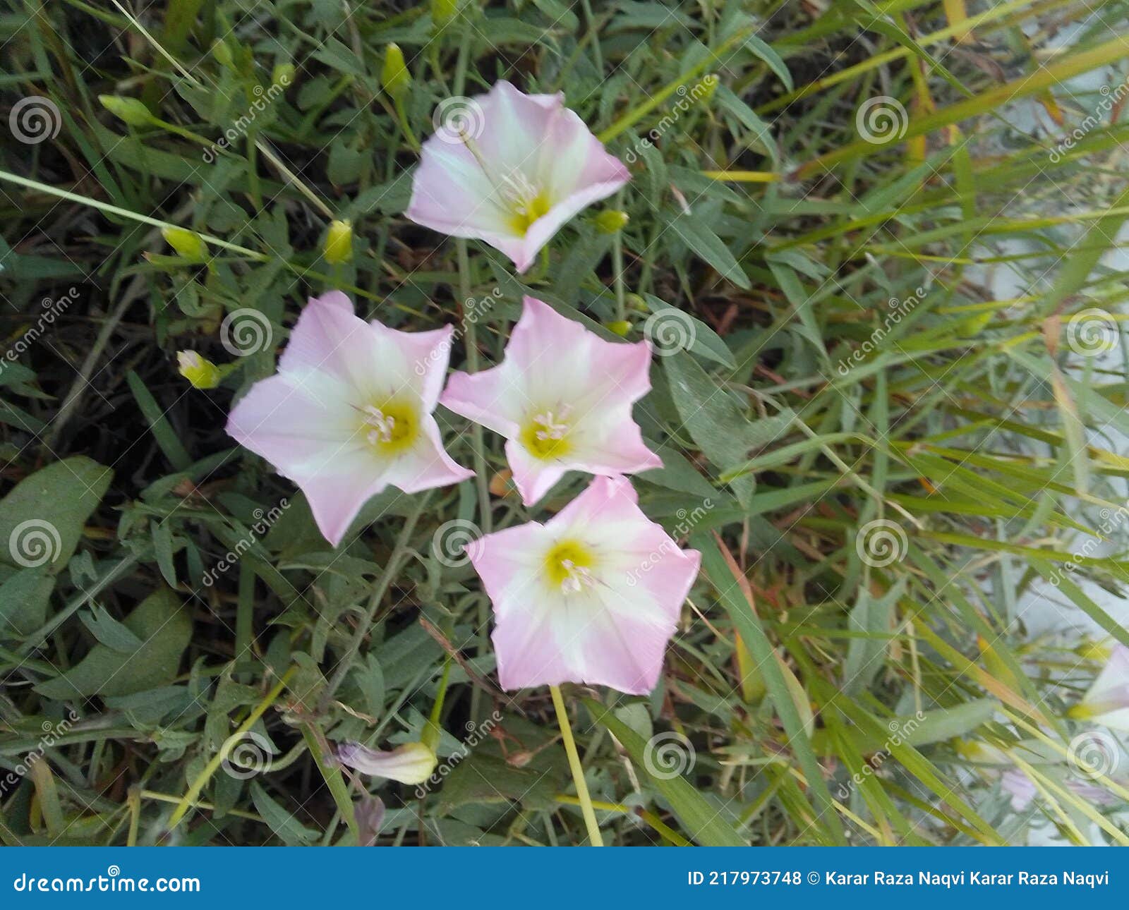Hermosas Flores De Color Rosa Claro. Foto de archivo - Imagen de hoja ...