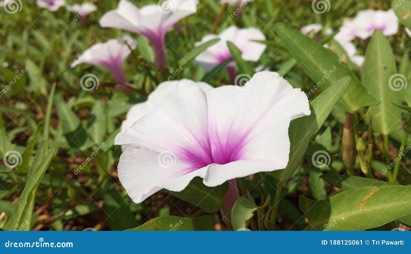 Hermosas flores de kale imagen de archivo. Imagen de arbusto - 188125061