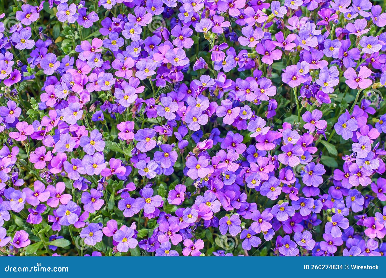 Hermosas Flores Moradas De Lilacbush Foto de archivo - Imagen de ...