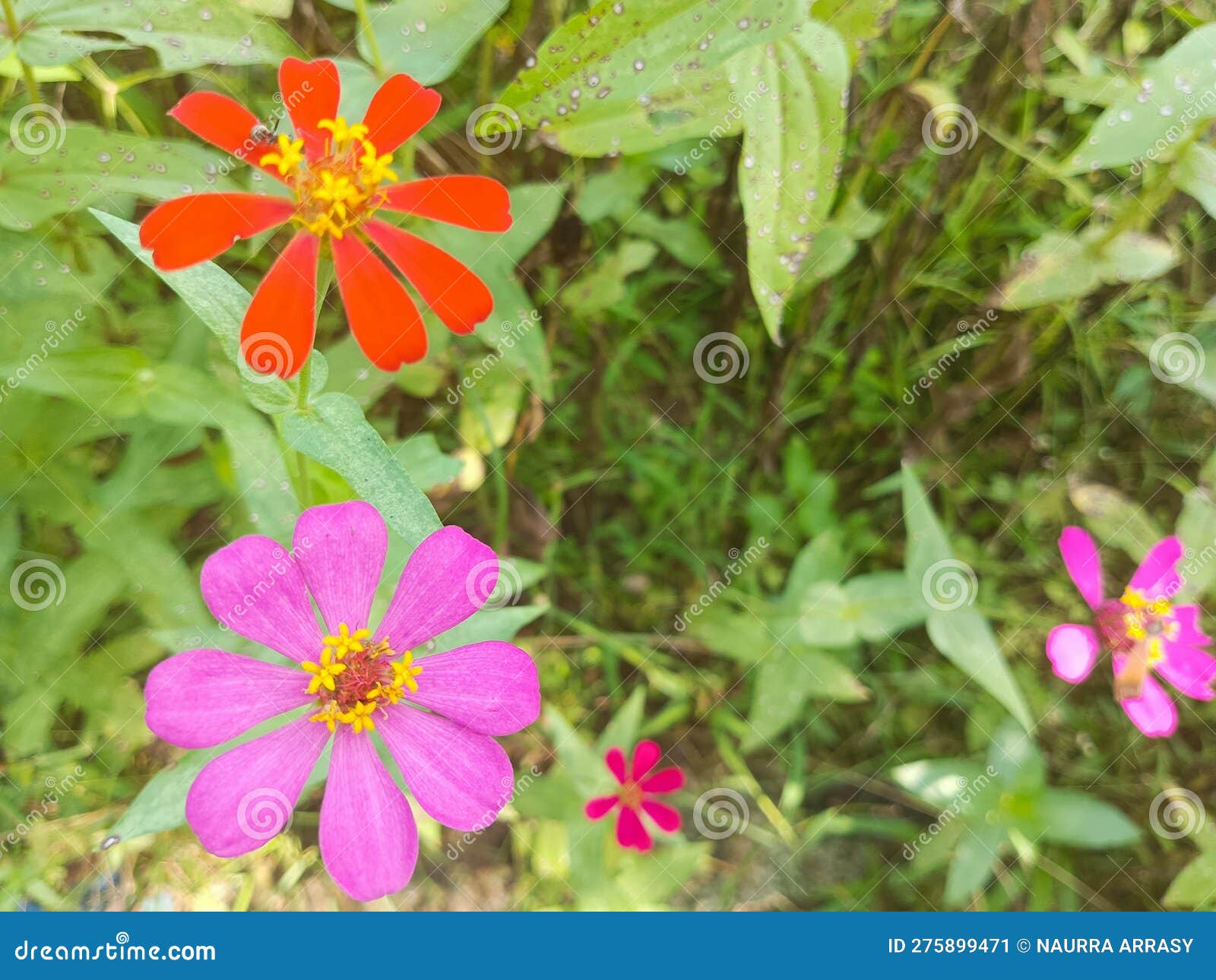 Hermosas Flores Moradas Rojas De Colores Imagen de archivo - Imagen de ...