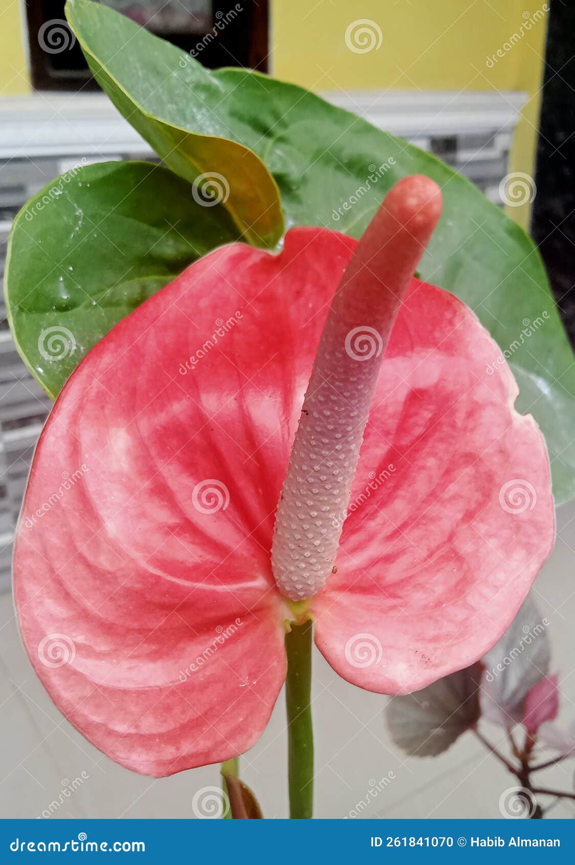 Hermosas Flores Rosadas De Anturio Foto de archivo - Imagen de hermoso ...