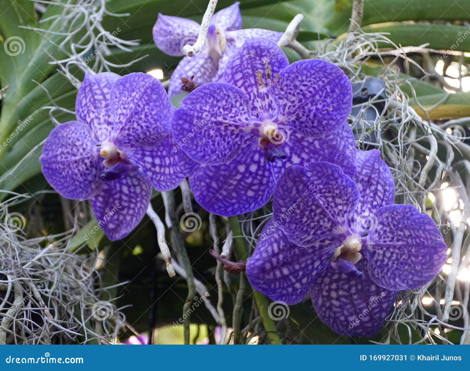 Hermosas Flores Vanda Sansai Blue Orchid Imagen de archivo - Imagen de ...
