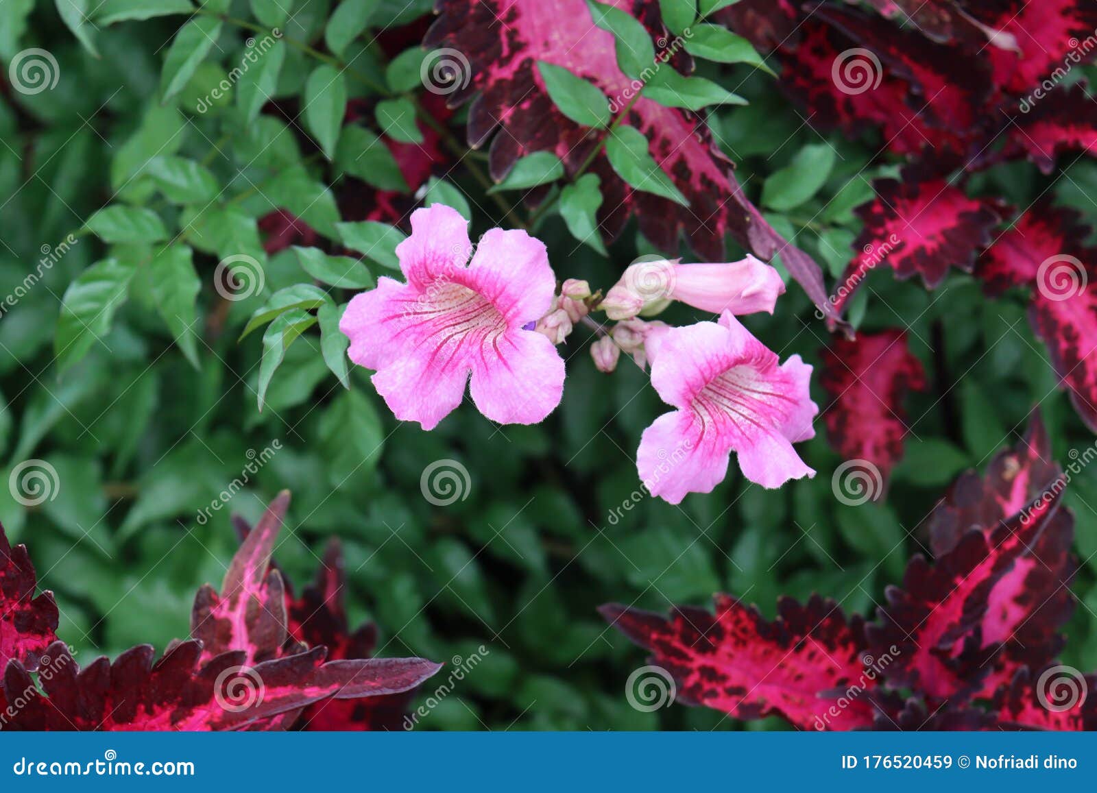 Hermosas Hojas De Plantas Rojizas Imagen de archivo - Imagen de planta ...