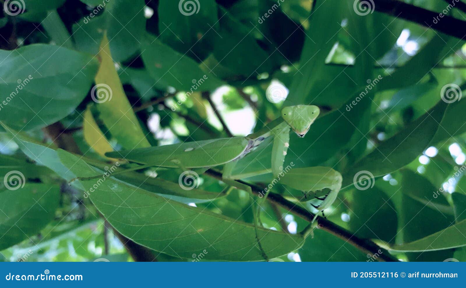 Hermosas Mantis Rezando Sobre Hojas Verdes Foto de archivo - Imagen de ...
