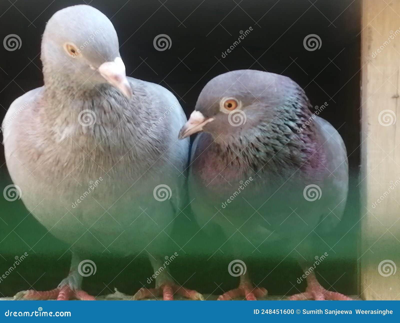 Hermosas palomas bonitas foto de archivo. Imagen de fauna - 248451600