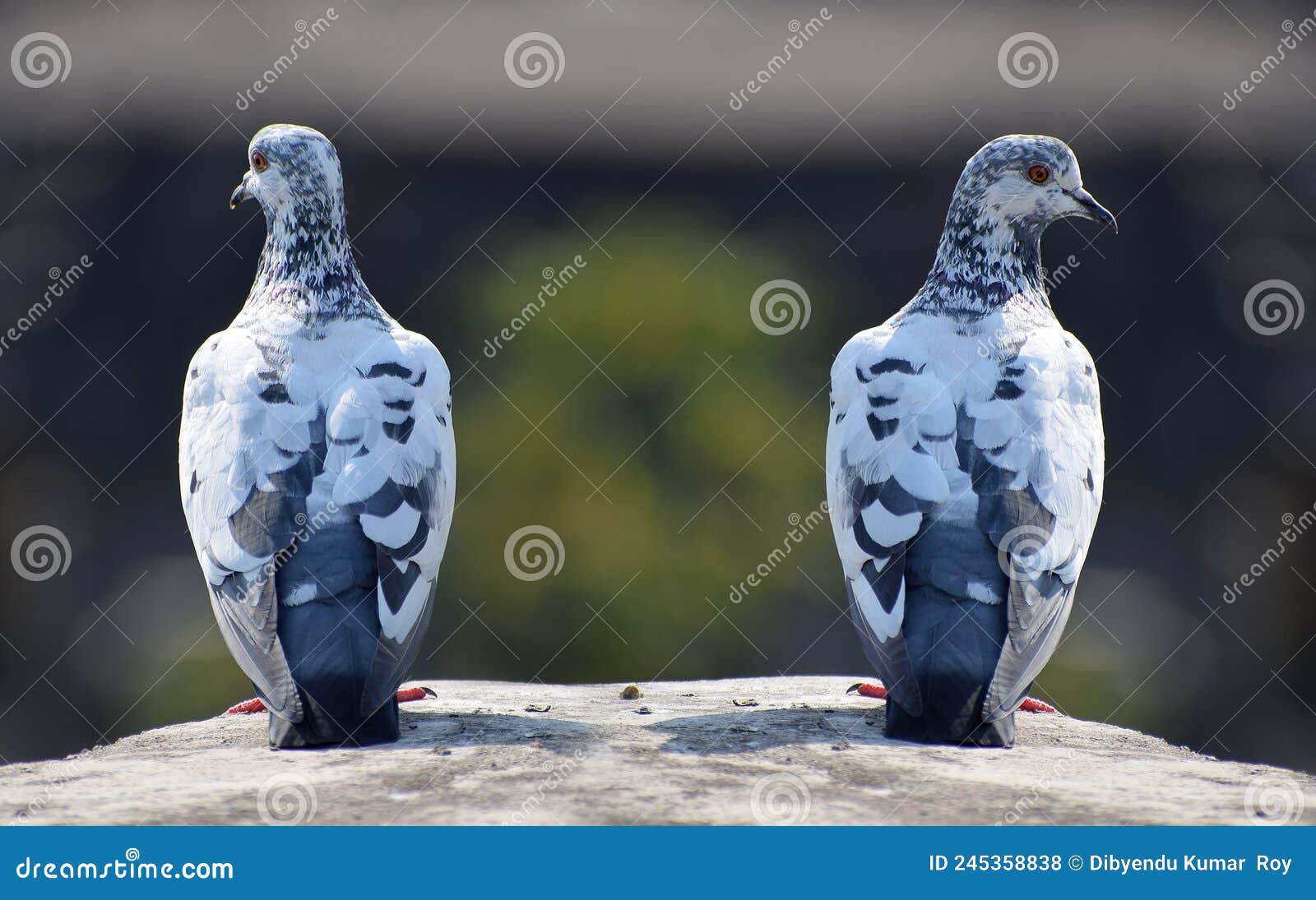 Hermosas palomas sentadas foto de archivo. Imagen de sentada - 245358838