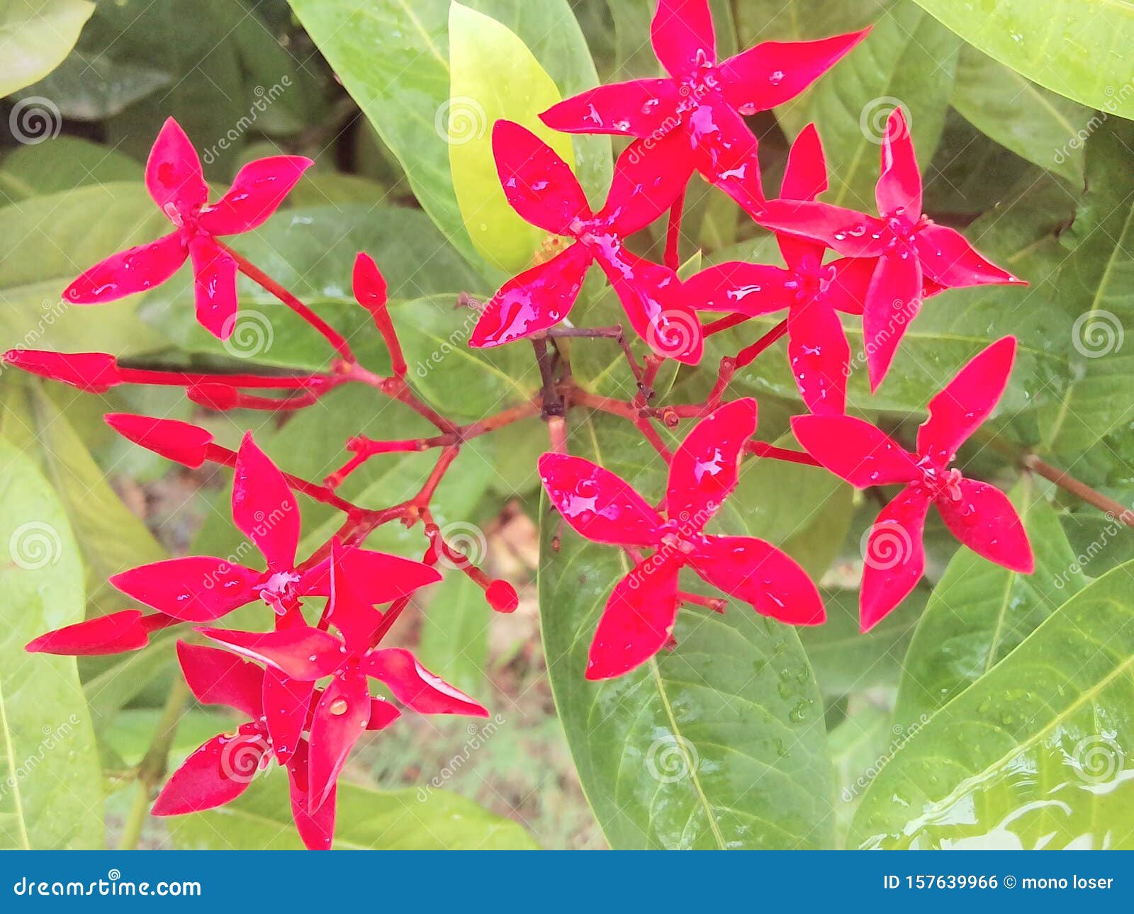 Hermosas Plantas De Color Verde Foto de archivo - Imagen de rosa ...