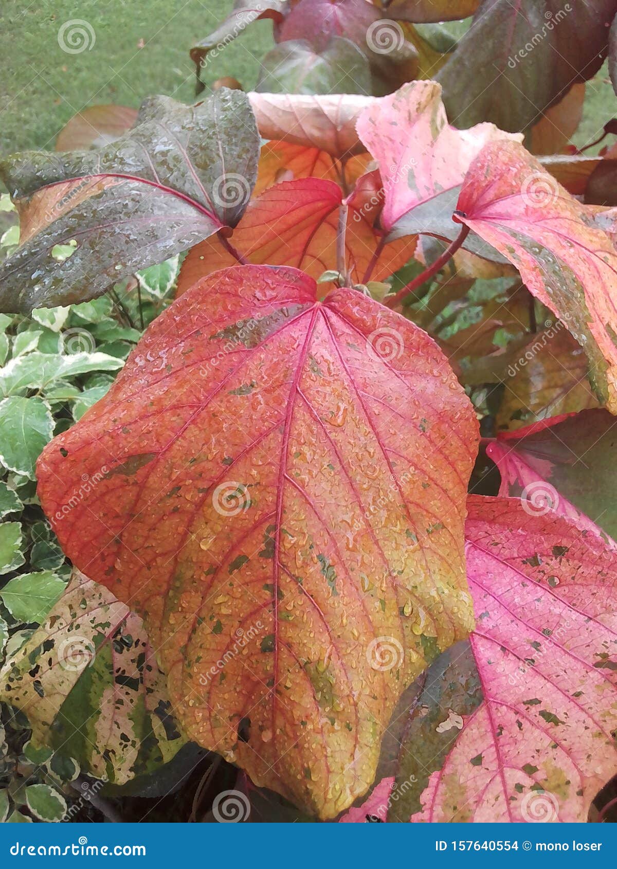 Hermosas Plantas De Diferentes Colores Foto de archivo - Imagen de ...