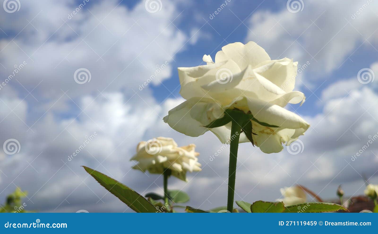 Hermosas rosas blancas imagen de archivo. Imagen de hoja - 271119459 Hermosas rosas blancas imagen de archivo. Imagen de hoja - 271119459