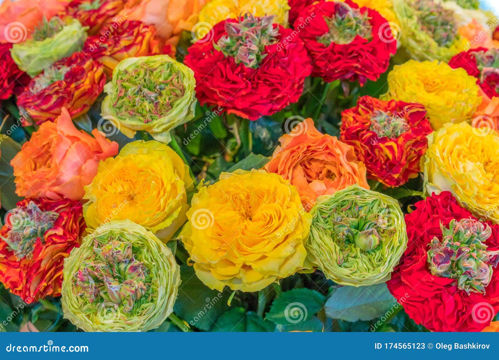 Hermosas Rosas De Color Rojo Amarillo Rosa Imagen de archivo - Imagen ...