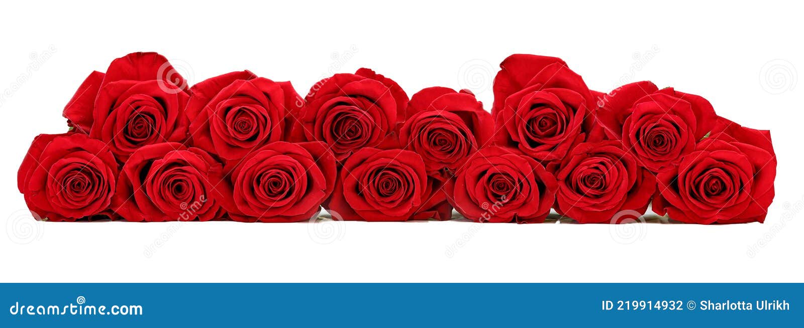 Hermosas Rosas Rojas Dispuestas Como Un Borde Horizontal Sobre Blanco ...