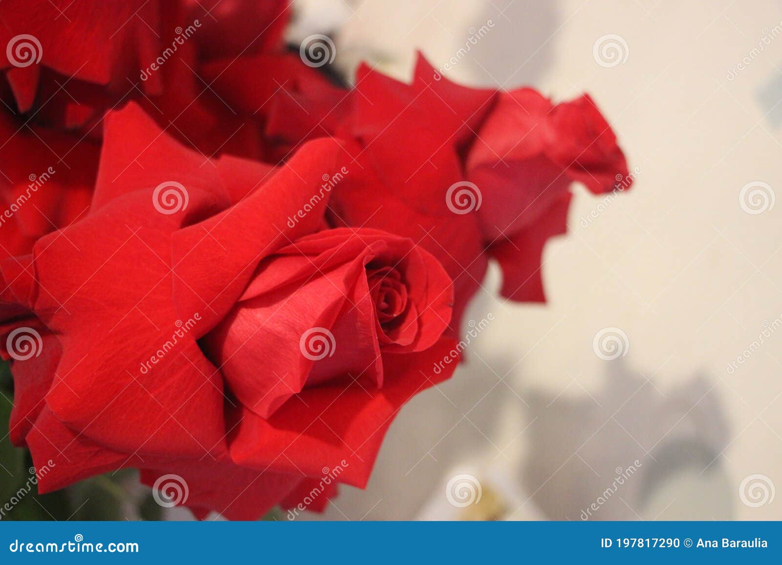 Hermosas Rosas Rojas Libres En Flor Foto de archivo - Imagen de romance ...