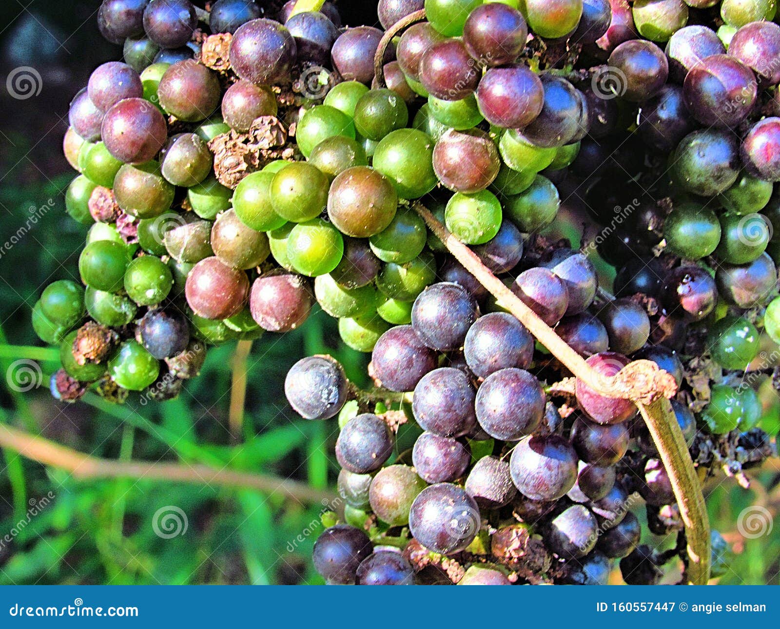 Hermosas Uvas Silvestres Colgadas De La Vid Imagen de archivo - Imagen ... Hermosas Uvas Silvestres Colgadas De La Vid Imagen de archivo - Imagen ...