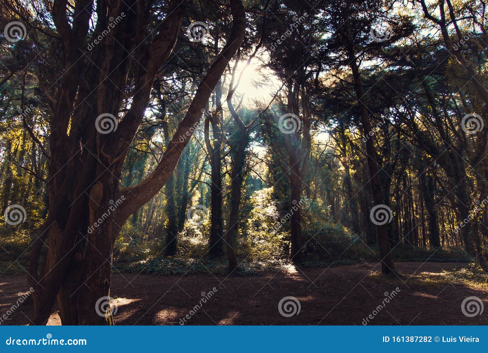 Hermoso Bosque De Colores Verdes Foto de archivo - Imagen de follaje ...