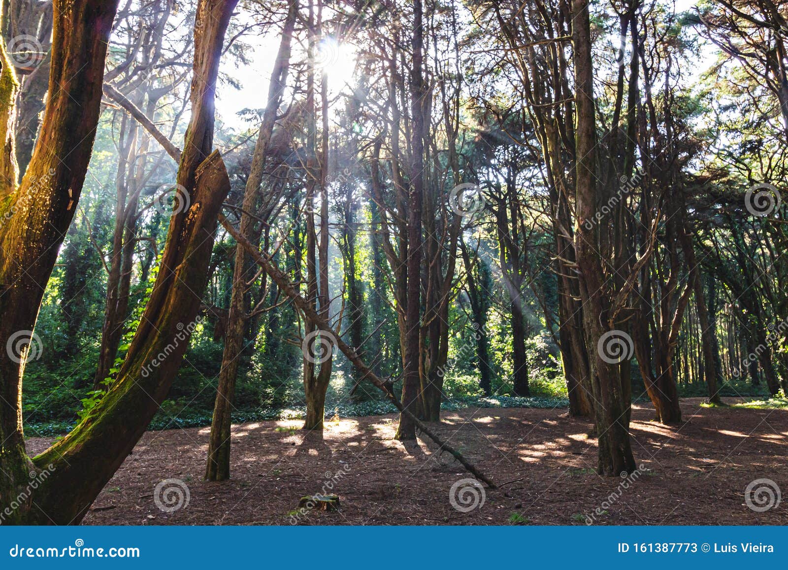 Hermoso Bosque De Colores Verdes Imagen de archivo - Imagen de hermoso ...