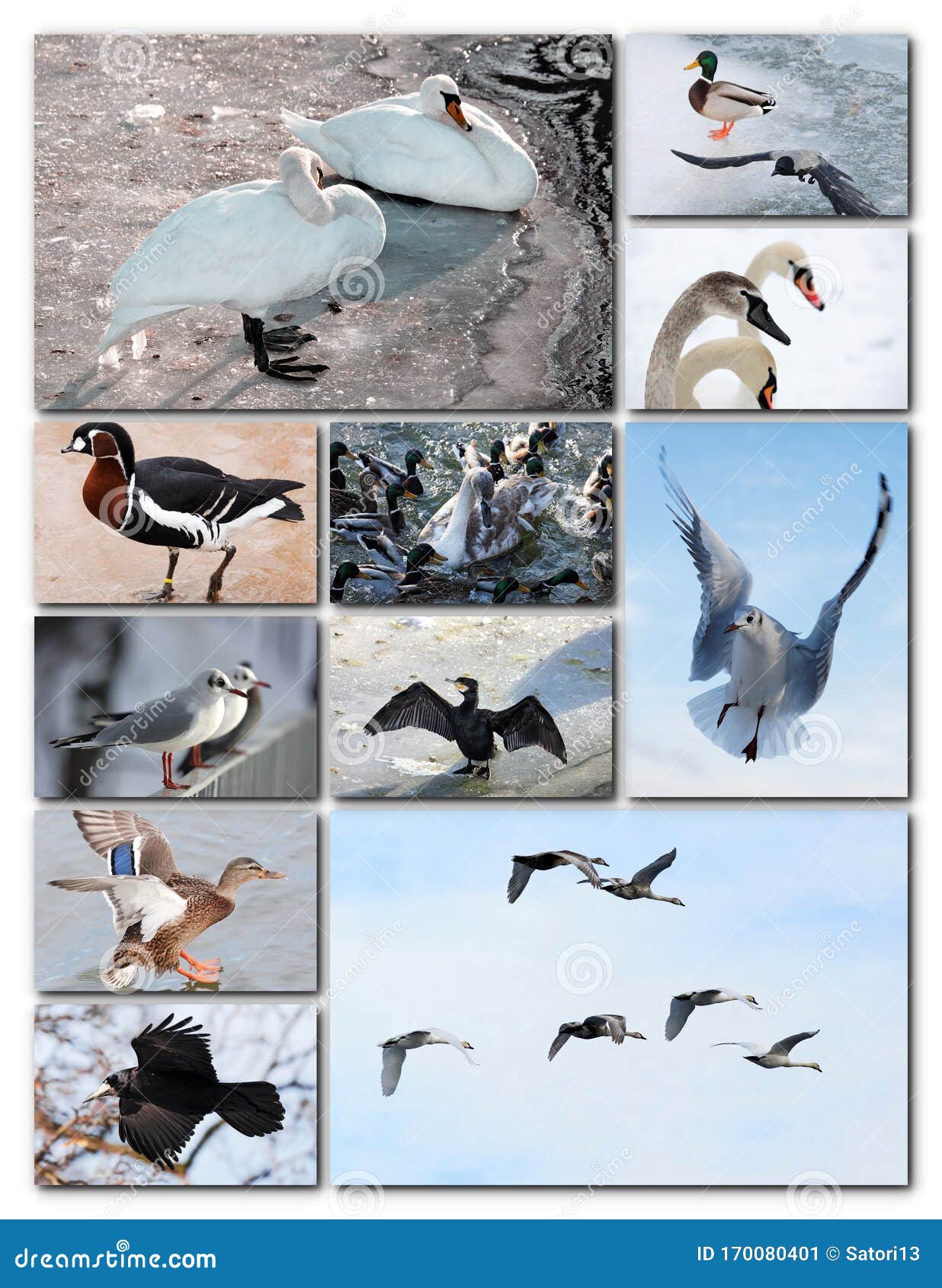 Hermoso Collage De Diferentes Aves Imagen de archivo - Imagen de cubo ...