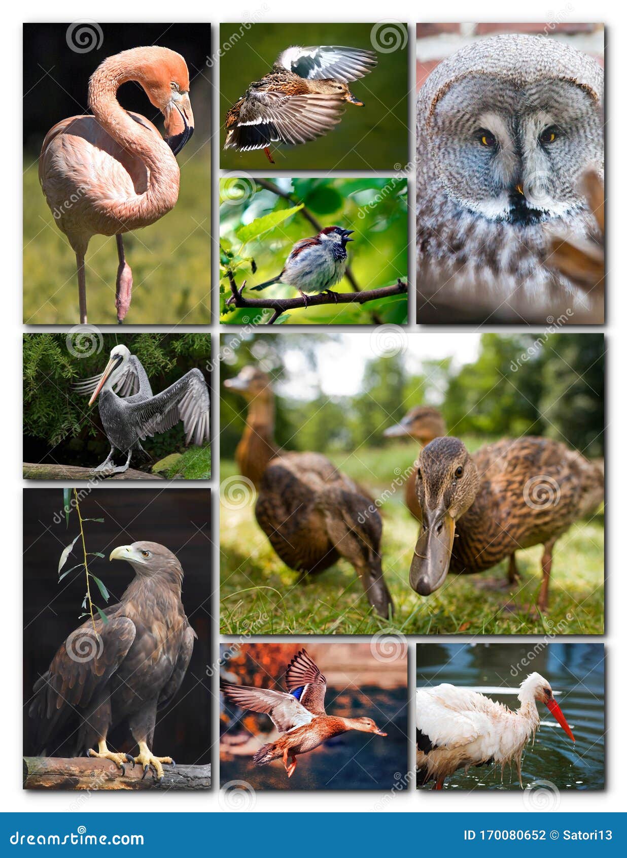 Hermoso Collage De Diferentes Aves Foto de archivo - Imagen de conjunto ...