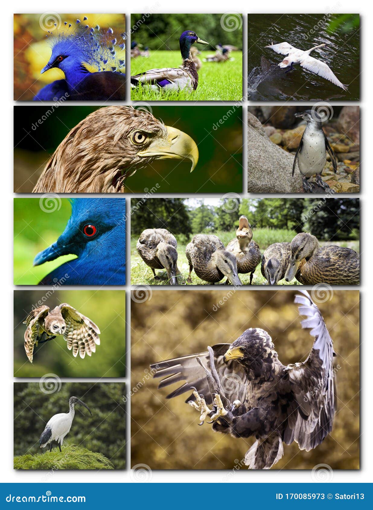 Hermoso Collage De Diferentes Aves Imagen de archivo - Imagen de ...