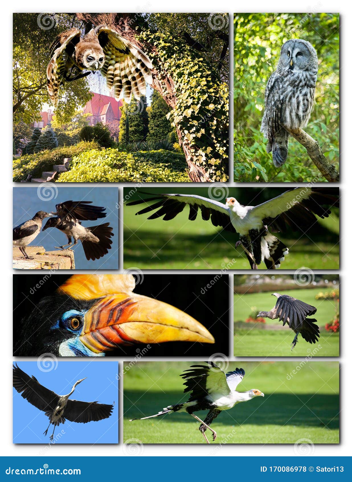 Hermoso Collage De Diferentes Aves Foto de archivo - Imagen de verde ...