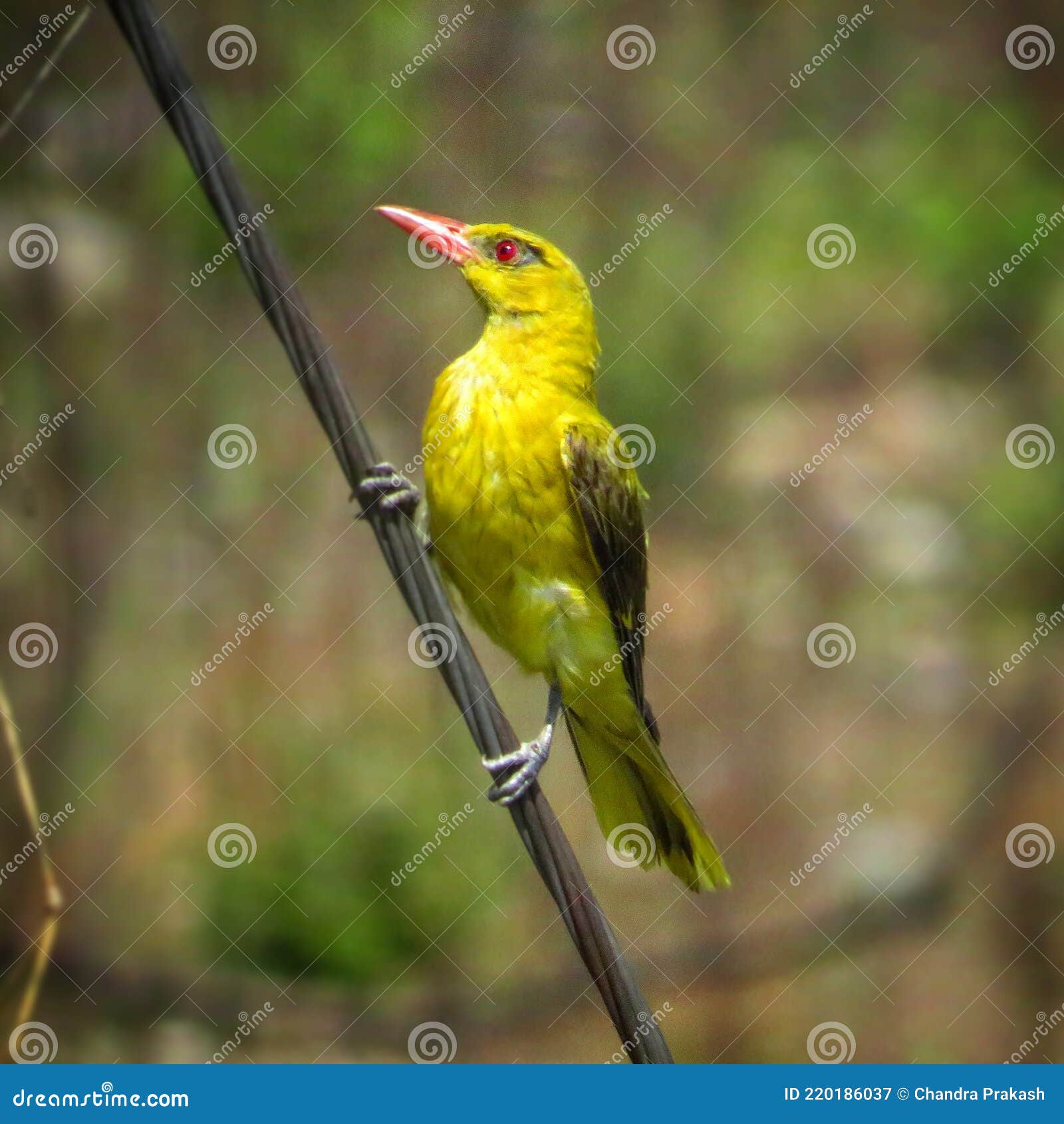 Hermoso Color Amarillo Conocido Como El Oriole De Oro Indio Imagen de ...