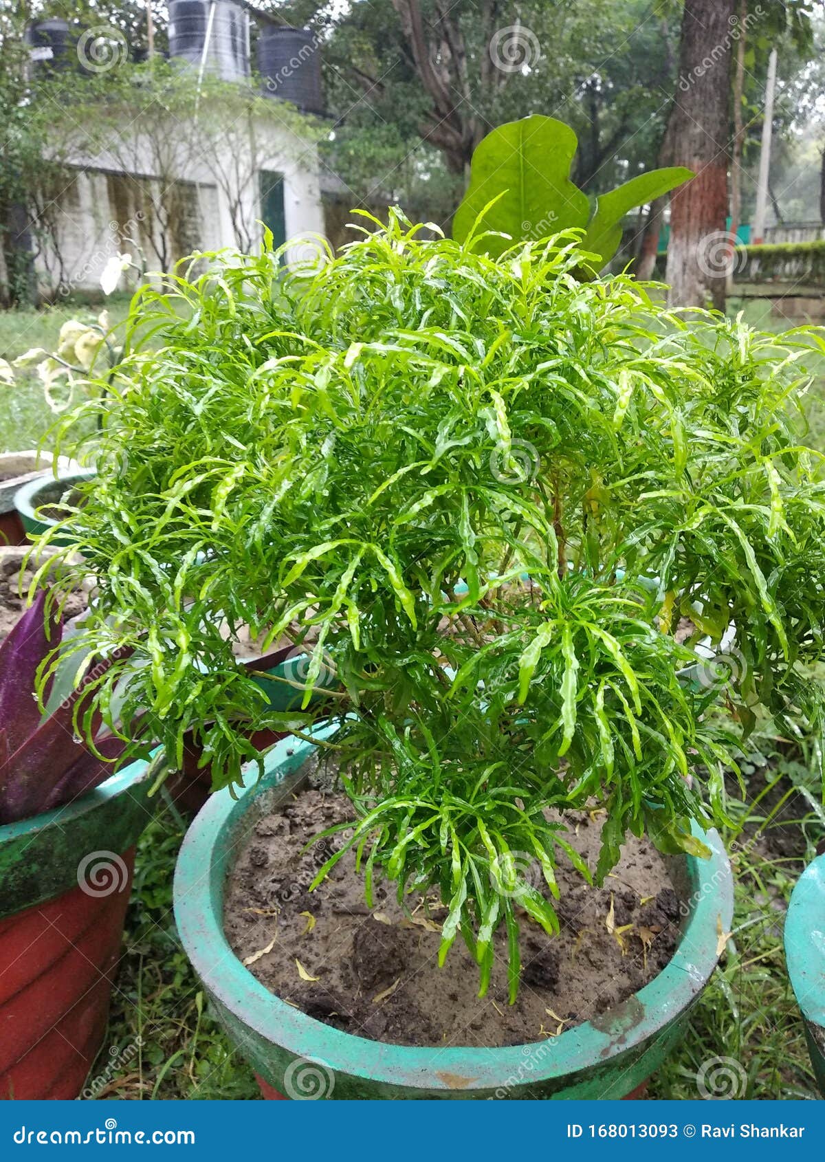 Hermoso color verde hierba imagen de archivo. Imagen de verde - 168013093