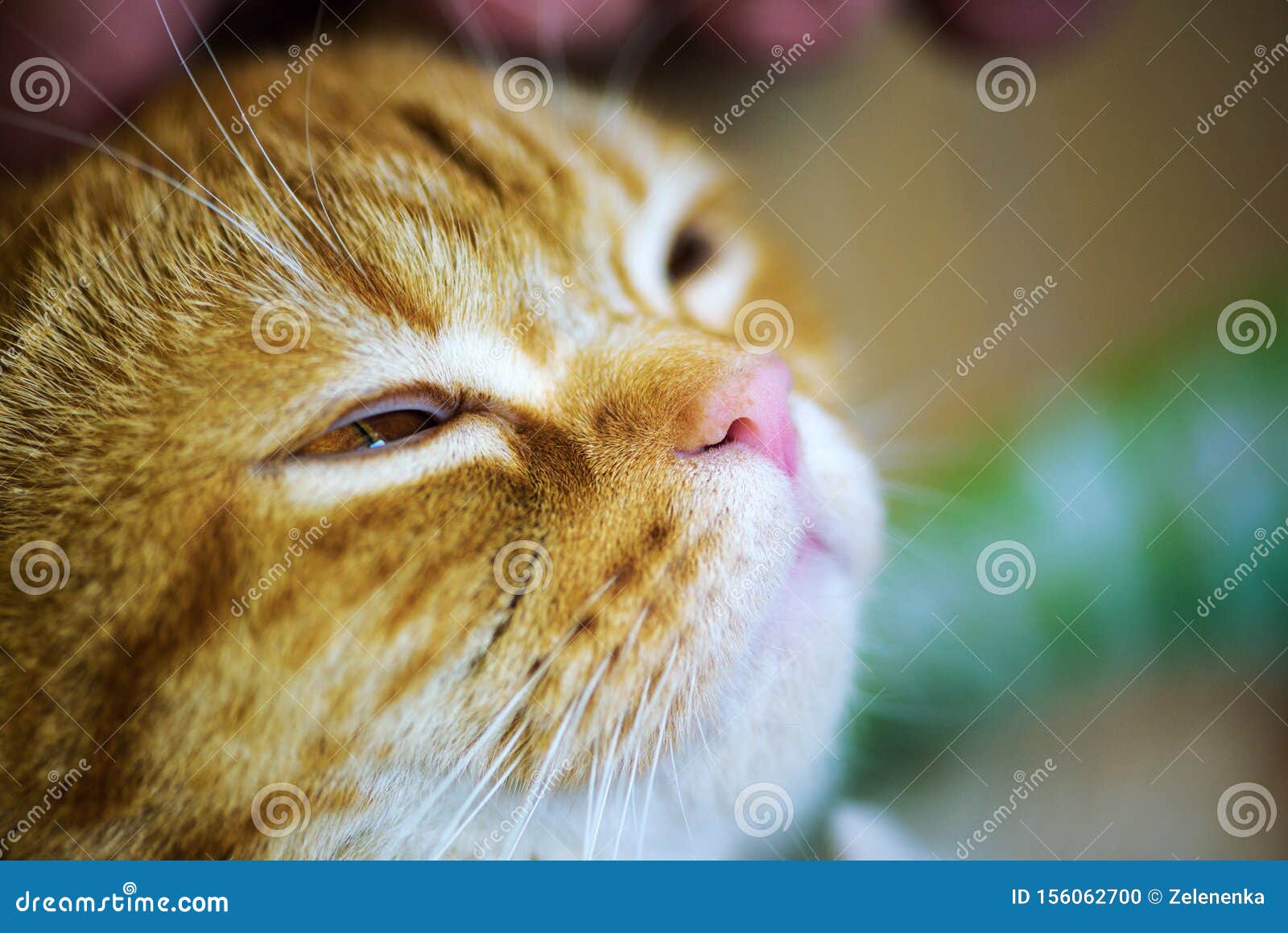 Hermoso gato foto de archivo. Imagen de beso, cara, primer - 156062700