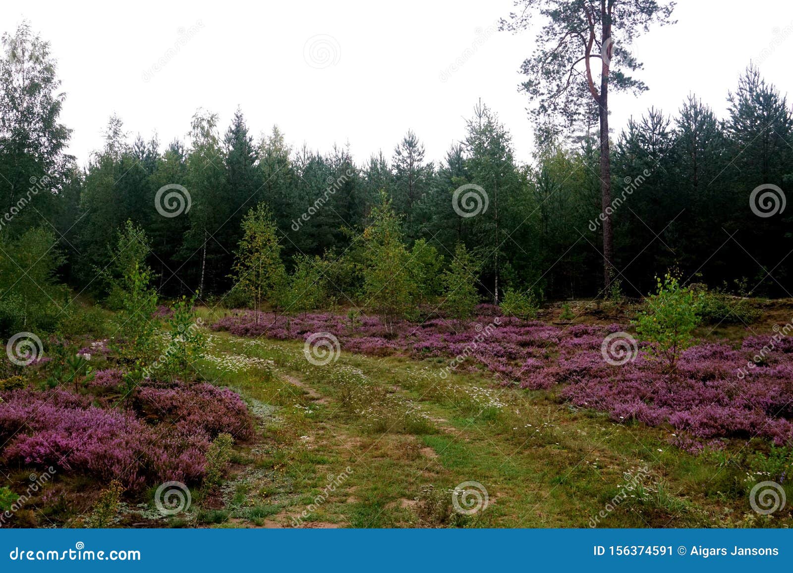 Hermoso Heather Caluna Vulgaris Arbusto Imagen de archivo - Imagen de ...