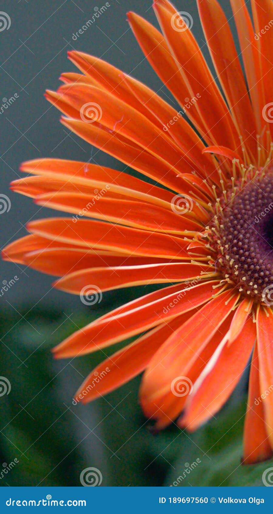 Hermoso Martillo De Flores De Verano Naranja Foto de archivo - Imagen ...