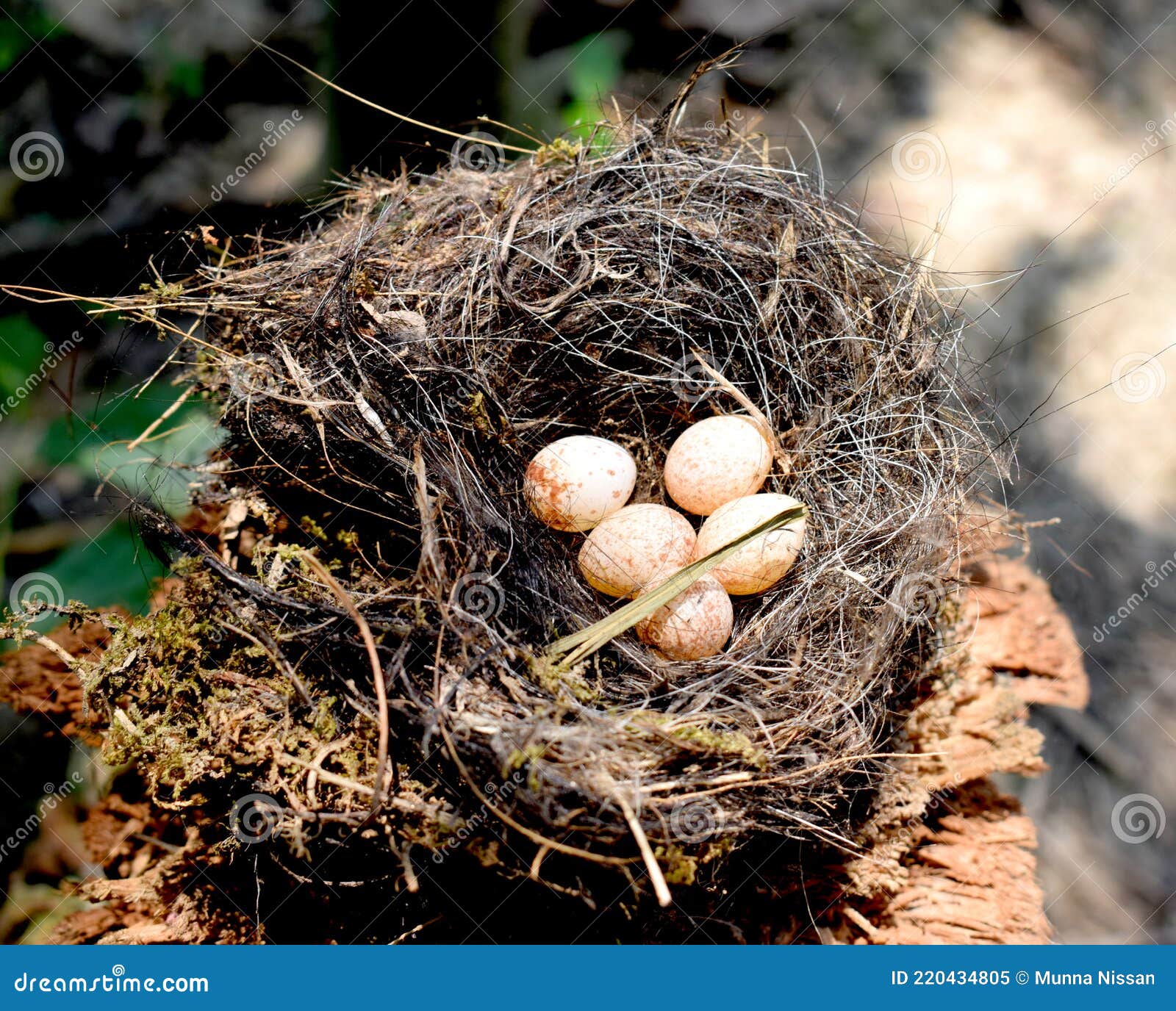 Hermoso Nido De Aves Con Huevo Imagen de archivo - Imagen de fragilidad ...